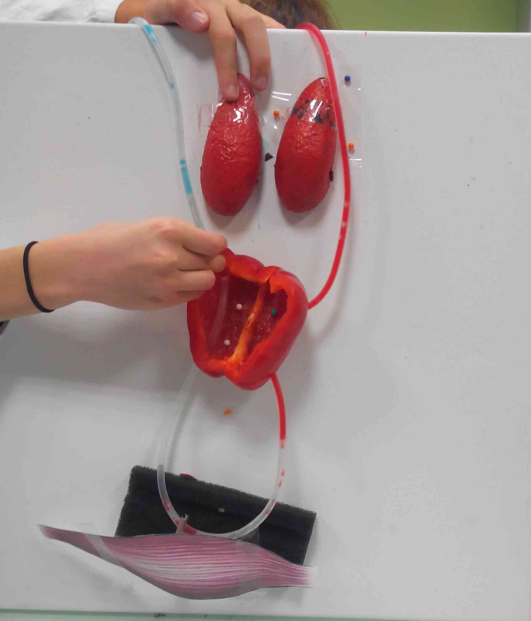 Modélisation de la circulation sanguine | Vive les SVT