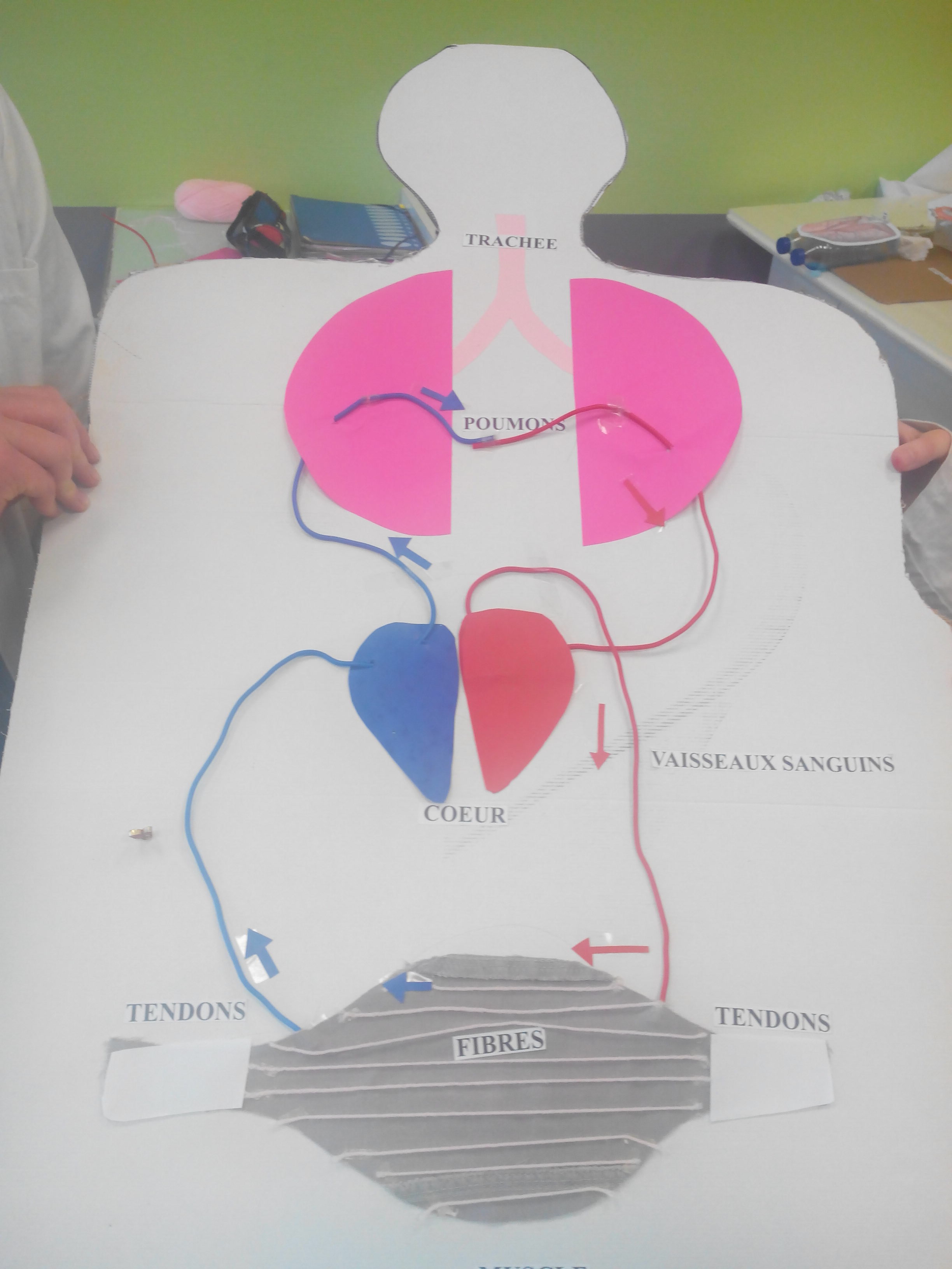 Modélisation de la circulation sanguine | Vive les SVT ! Les sciences ...