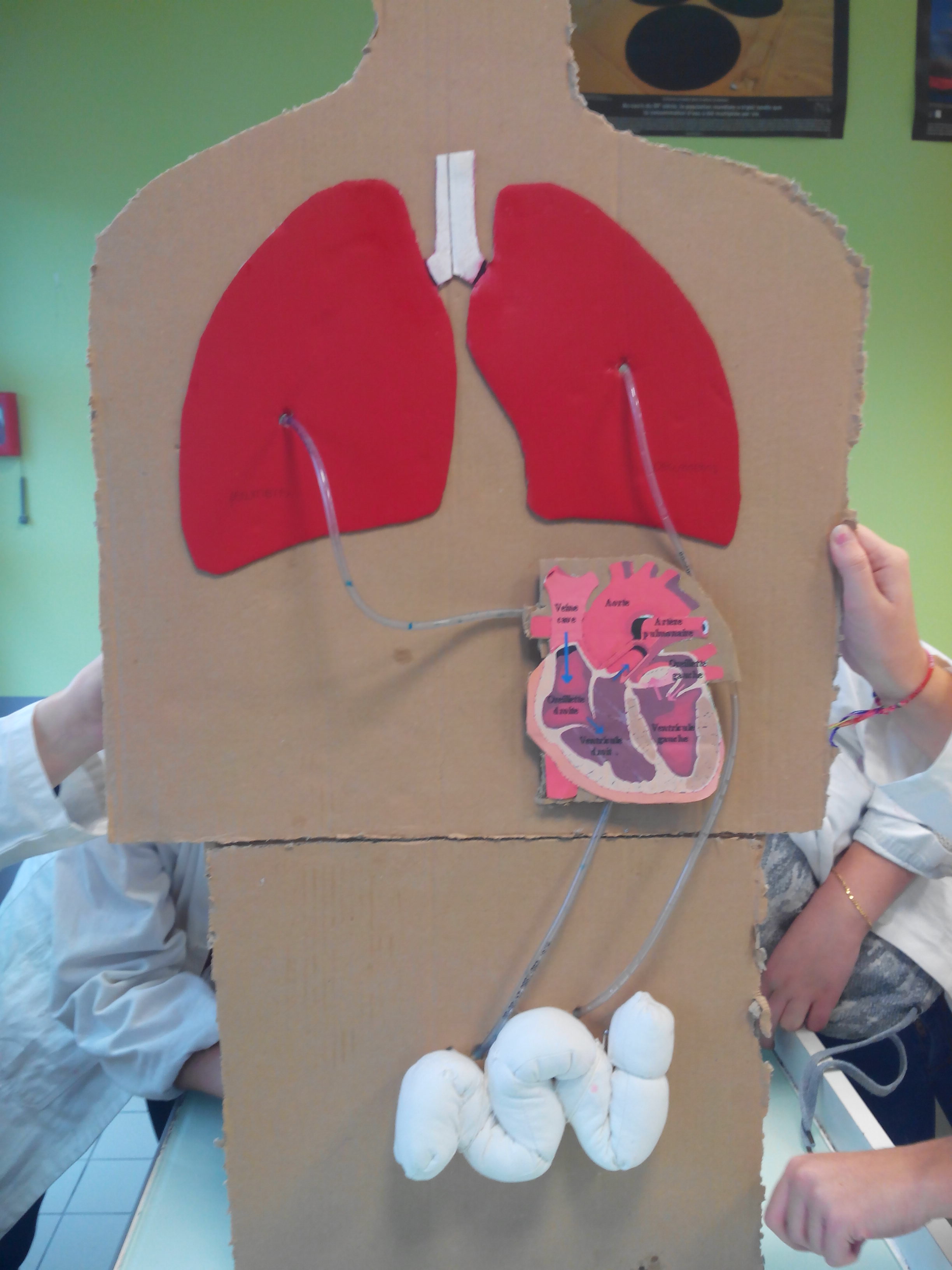 Modélisation de la circulation sanguine | Vive les SVT ! Les sciences ...