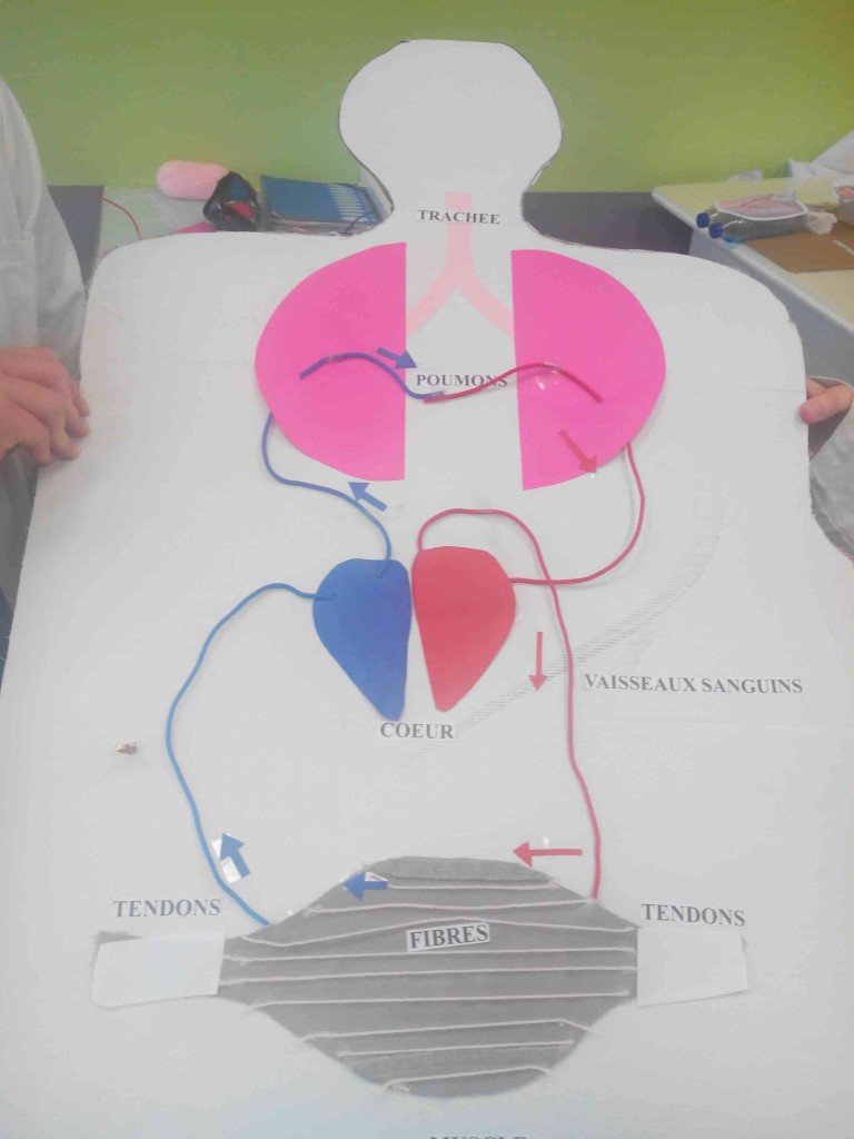 Modélisation de la circulation sanguine SVT (4) | Vive les SVT ! Les ... Modélisation de la circulation sanguine SVT (4) | Vive les SVT ! Les ...