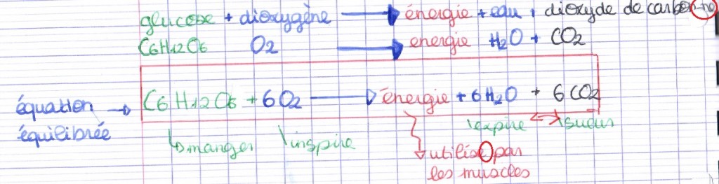 respiration cellulaire équation | Vive les SVT ! Les sciences de la vie ...