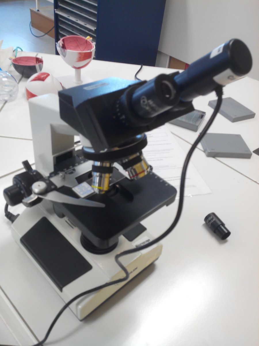 tp-organisation-retine-capture-image-svt-1ere-s-3 | Vive les SVT ! Les ...