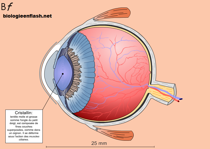 Chapitre 1 : Le rôle de l’oeil – SVT 1ère | Vive les SVT