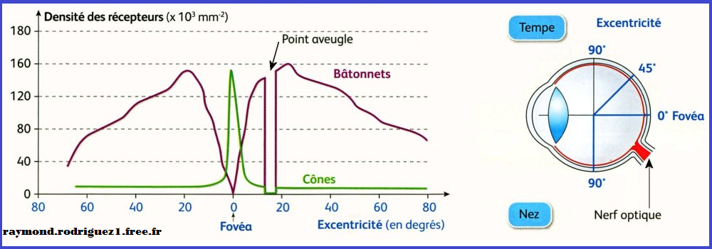 Chapitre 1 : Le rôle de l’oeil – SVT 1ère | Vive les SVT ! Les sciences ...