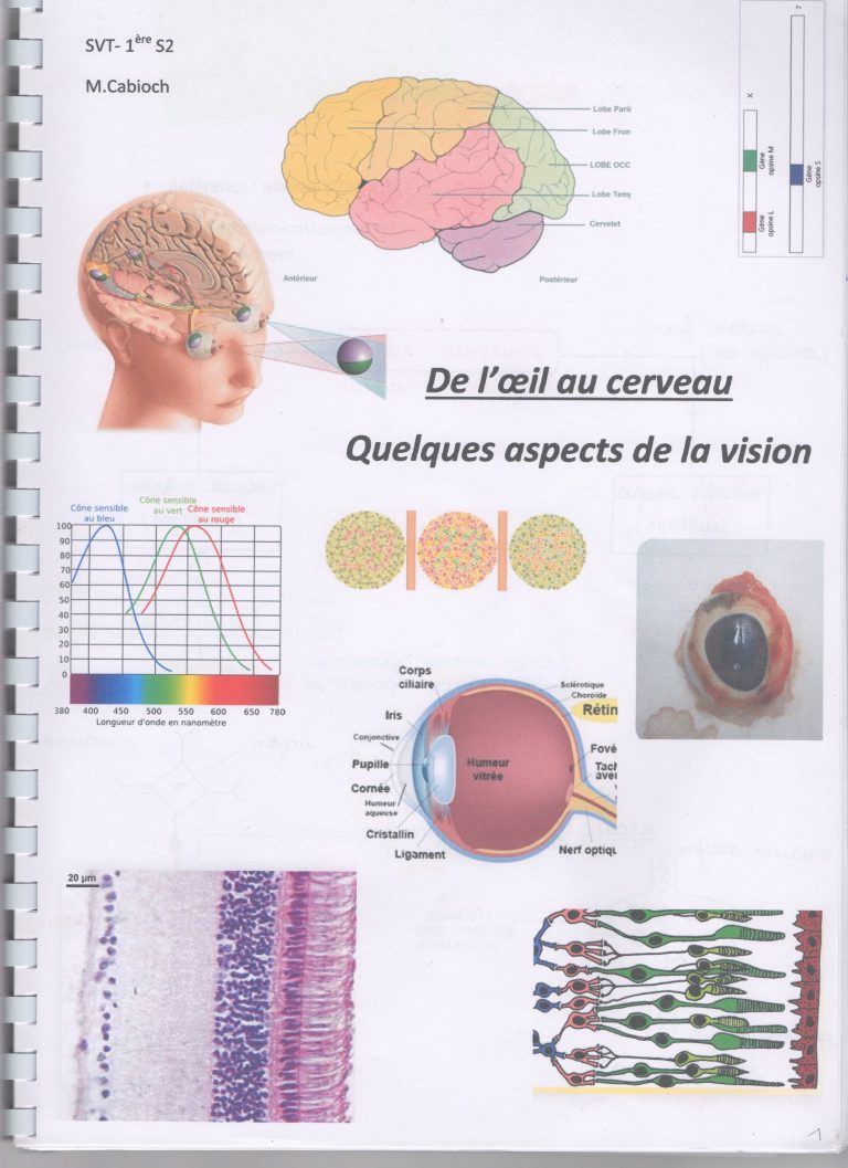De l’oeil au cerveau quelques aspects de la vision – SVT 1ère (1 ...