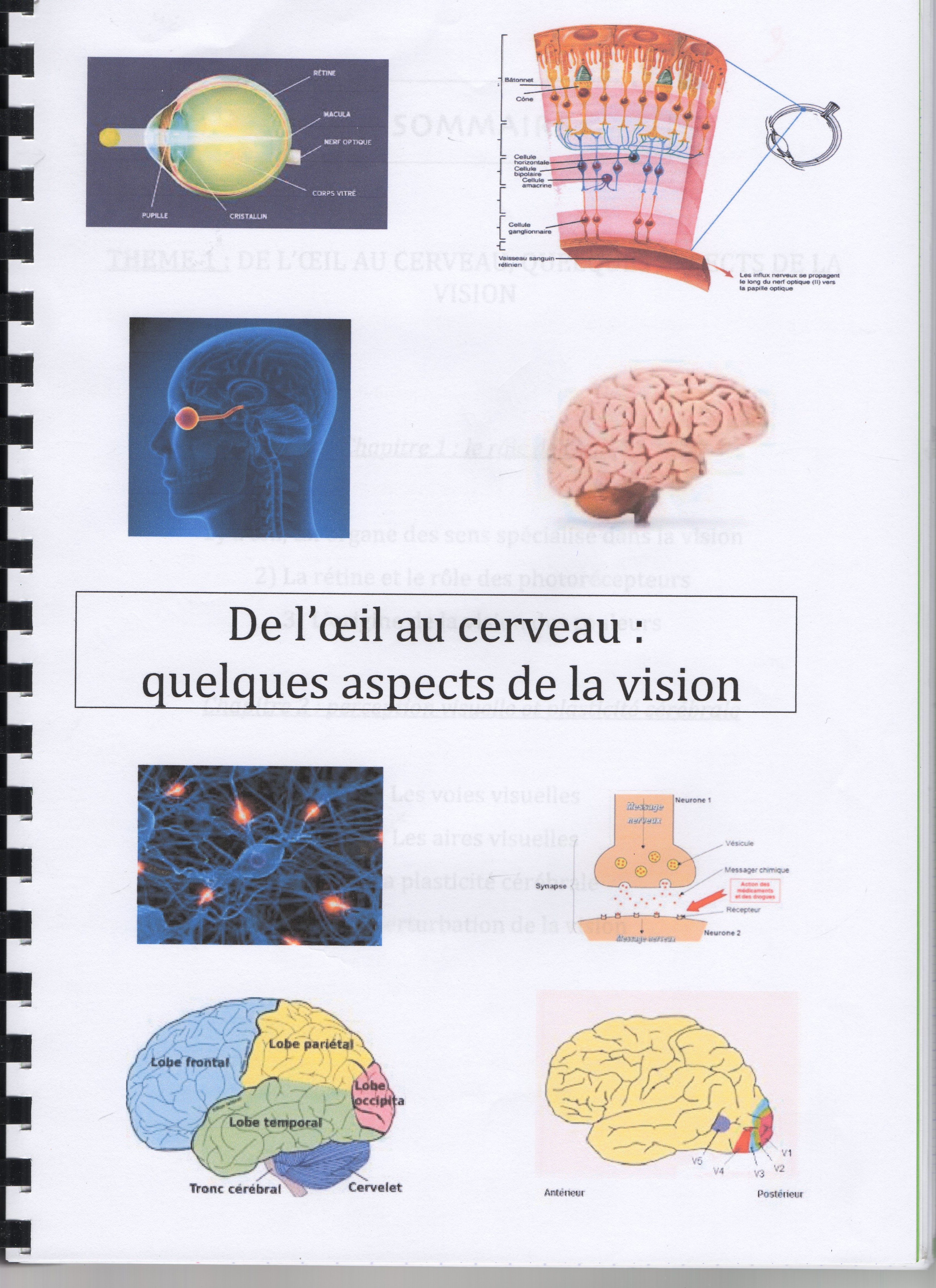 De l’oeil au cerveau : quelques aspects de la vision - SVT 1ère | Vive ...