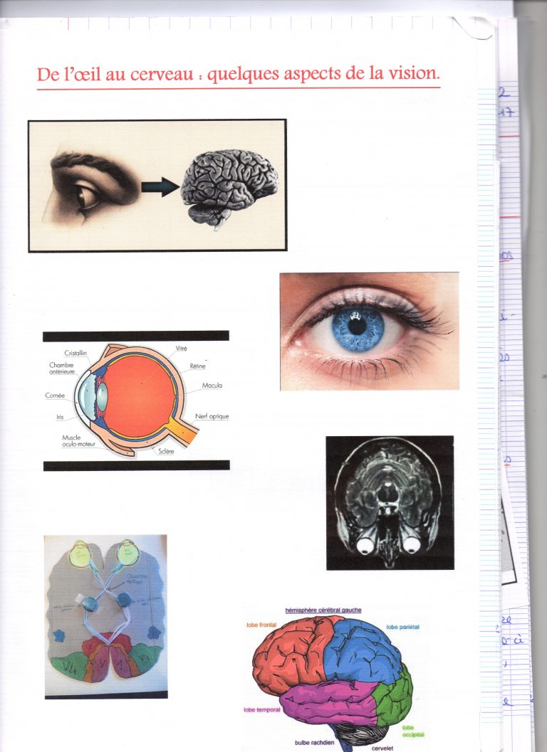 De l’oeil au cerveau quelques aspects de la vision – SVT 1ère (4 ...