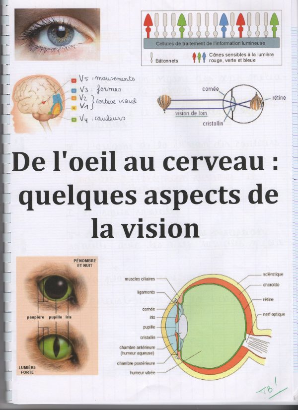 De l’oeil au cerveau quelques aspects de la vision – SVT 1ère (6 ...