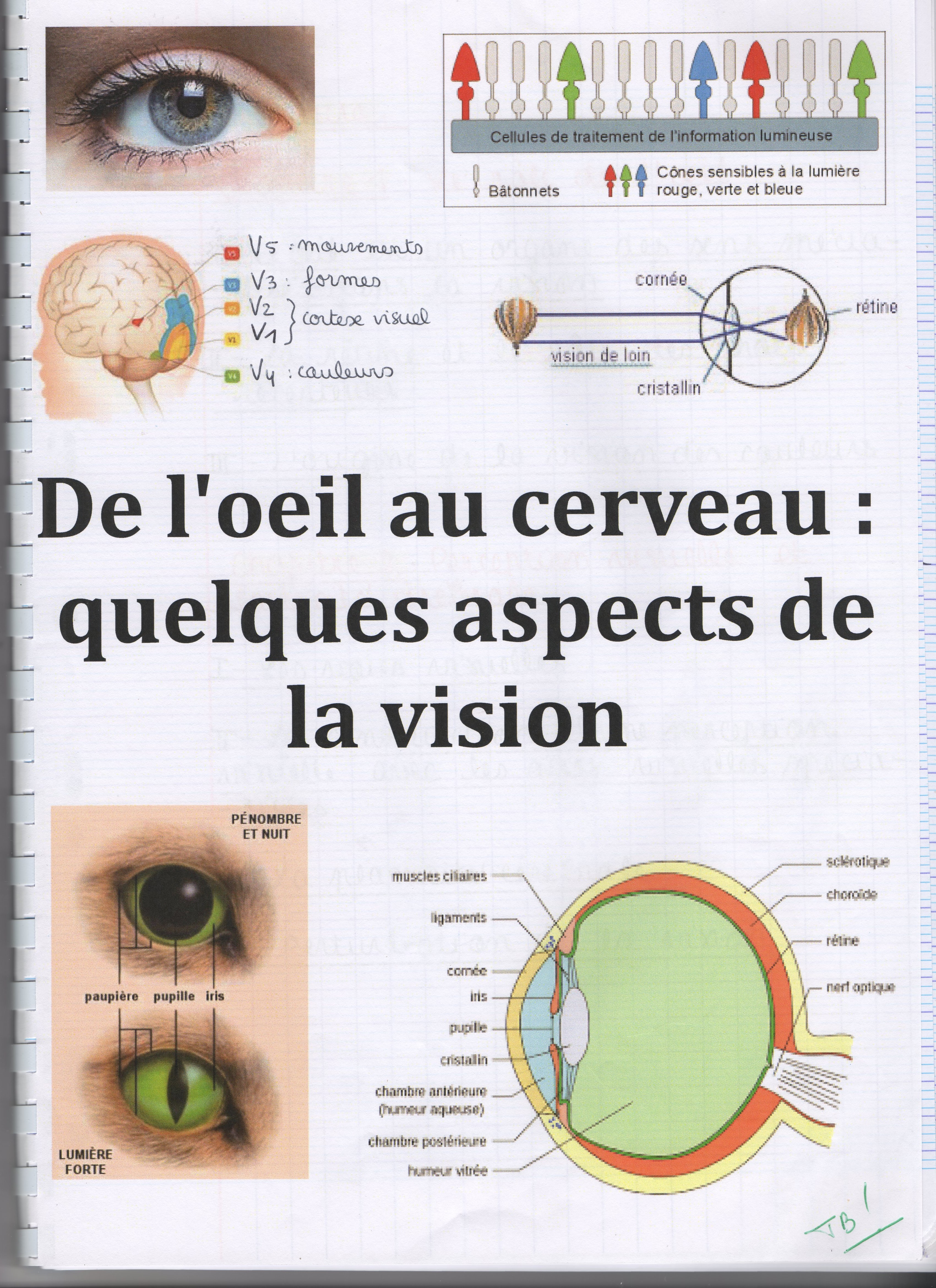 De l’oeil au cerveau : quelques aspects de la vision - SVT 1ère | Vive ...