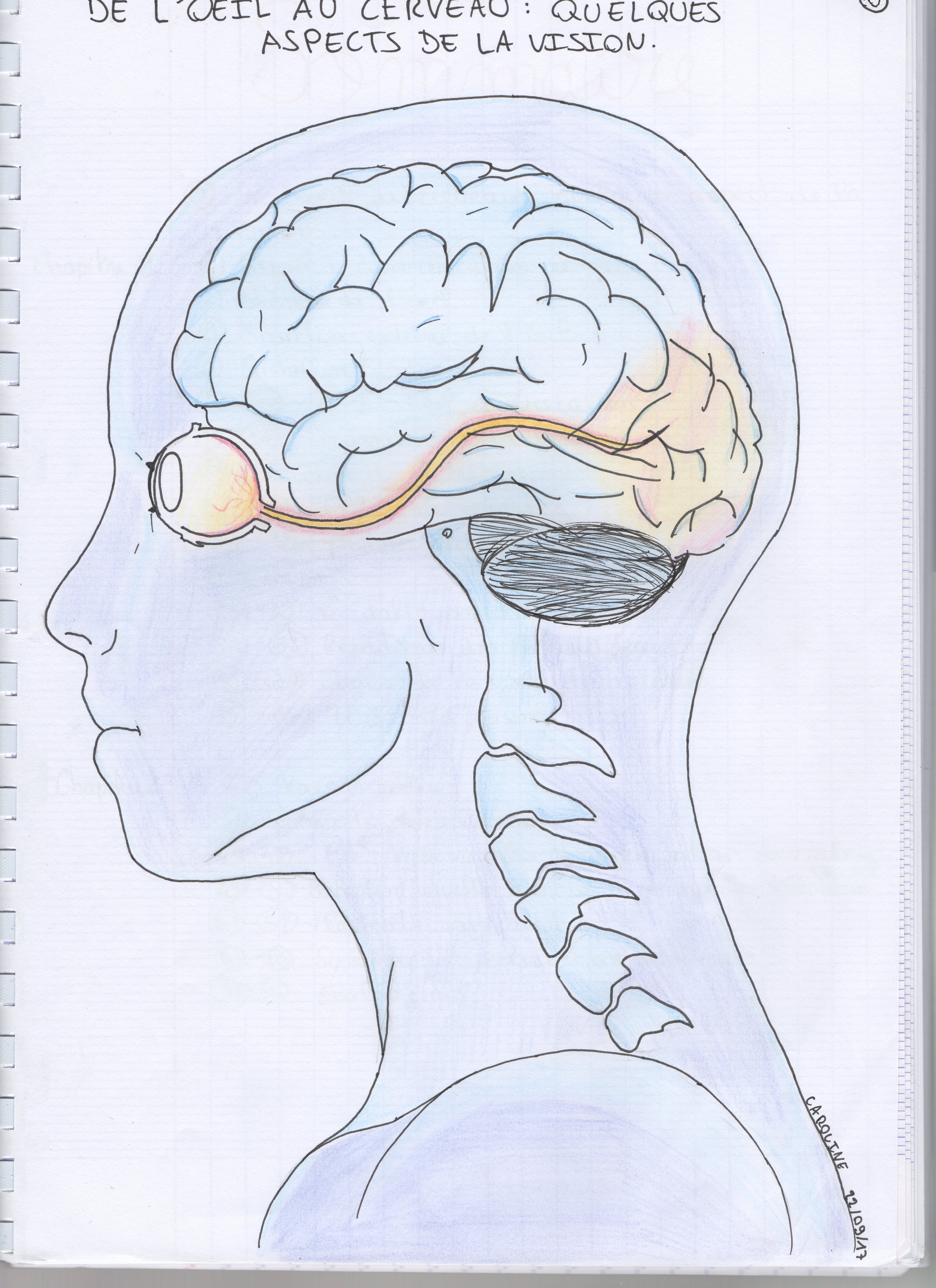 De l’oeil au cerveau : quelques aspects de la vision - SVT 1ère | Vive ...