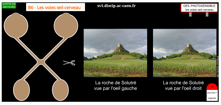 La construction d'une perception visuelle - SVT 1ère | Vive les SVT