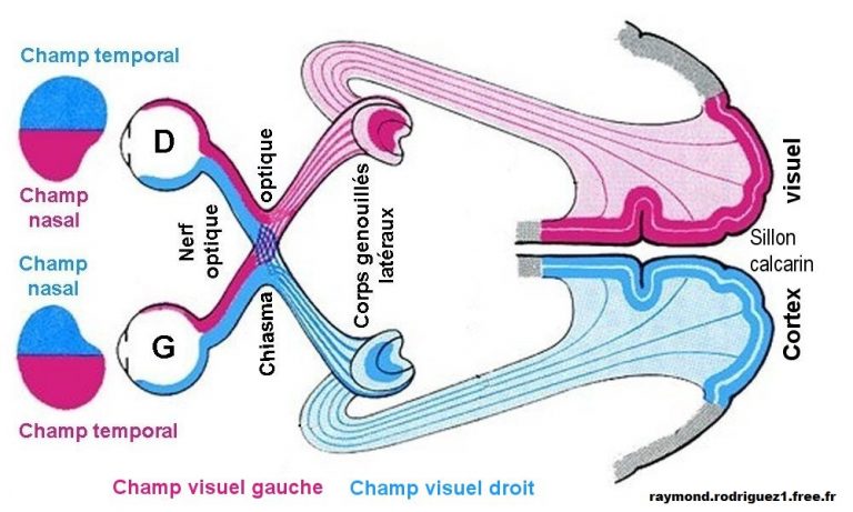 voies-visuelles-svt-1ere-s-chiasma-optique | Vive les SVT ! Les ...