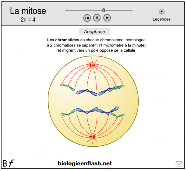 mitose 2n = 4 SVT 1ère S division cellulaire | Vive les SVT ! Les ...