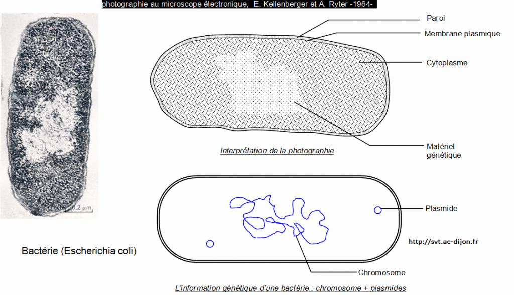 bactérie E Coli SVT 1ère S | Vive les SVT ! Les sciences de la vie et ...