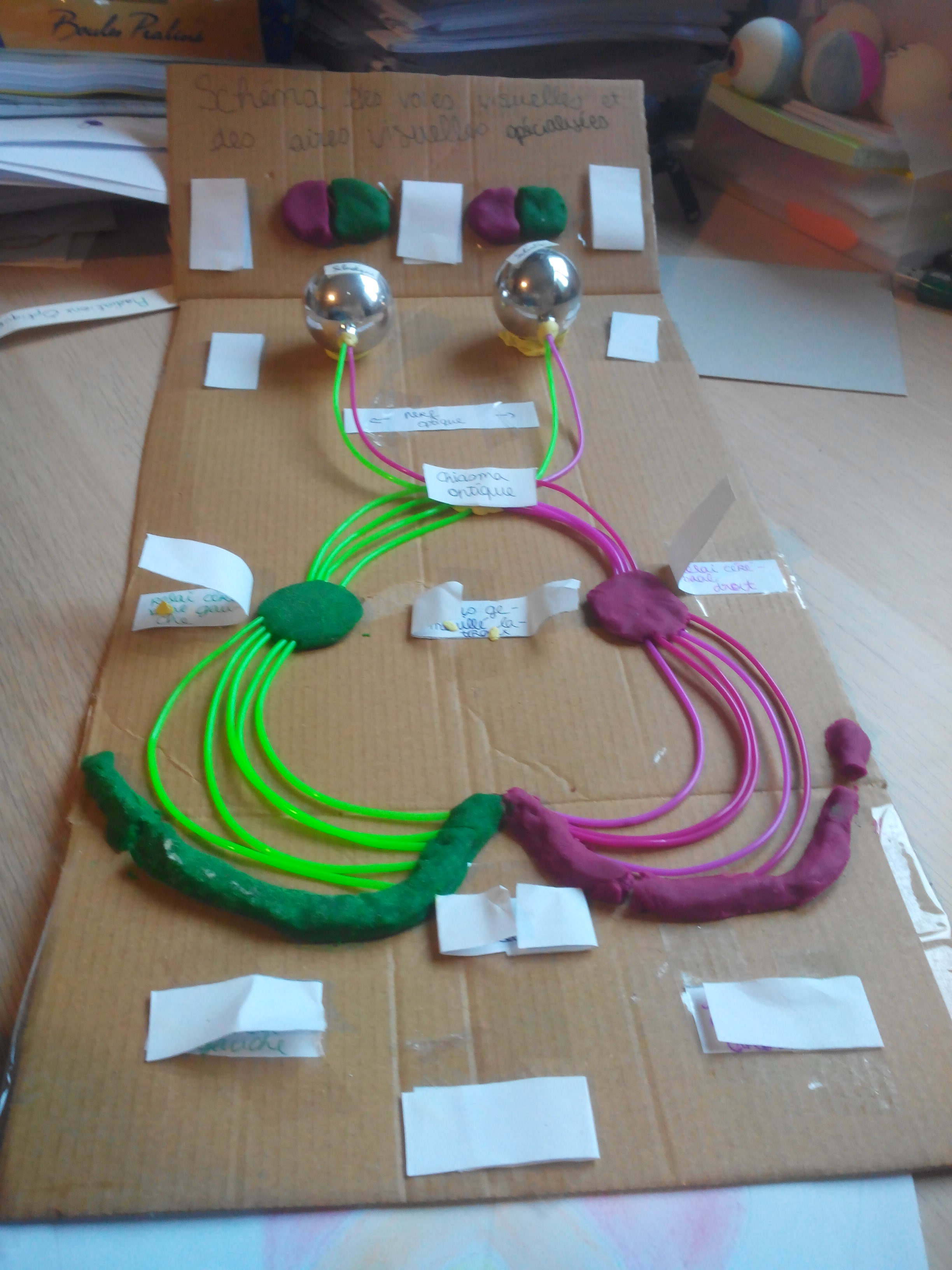 Voies et aires visuelles SVT vision modélisation cerveau (11) | Vive ...