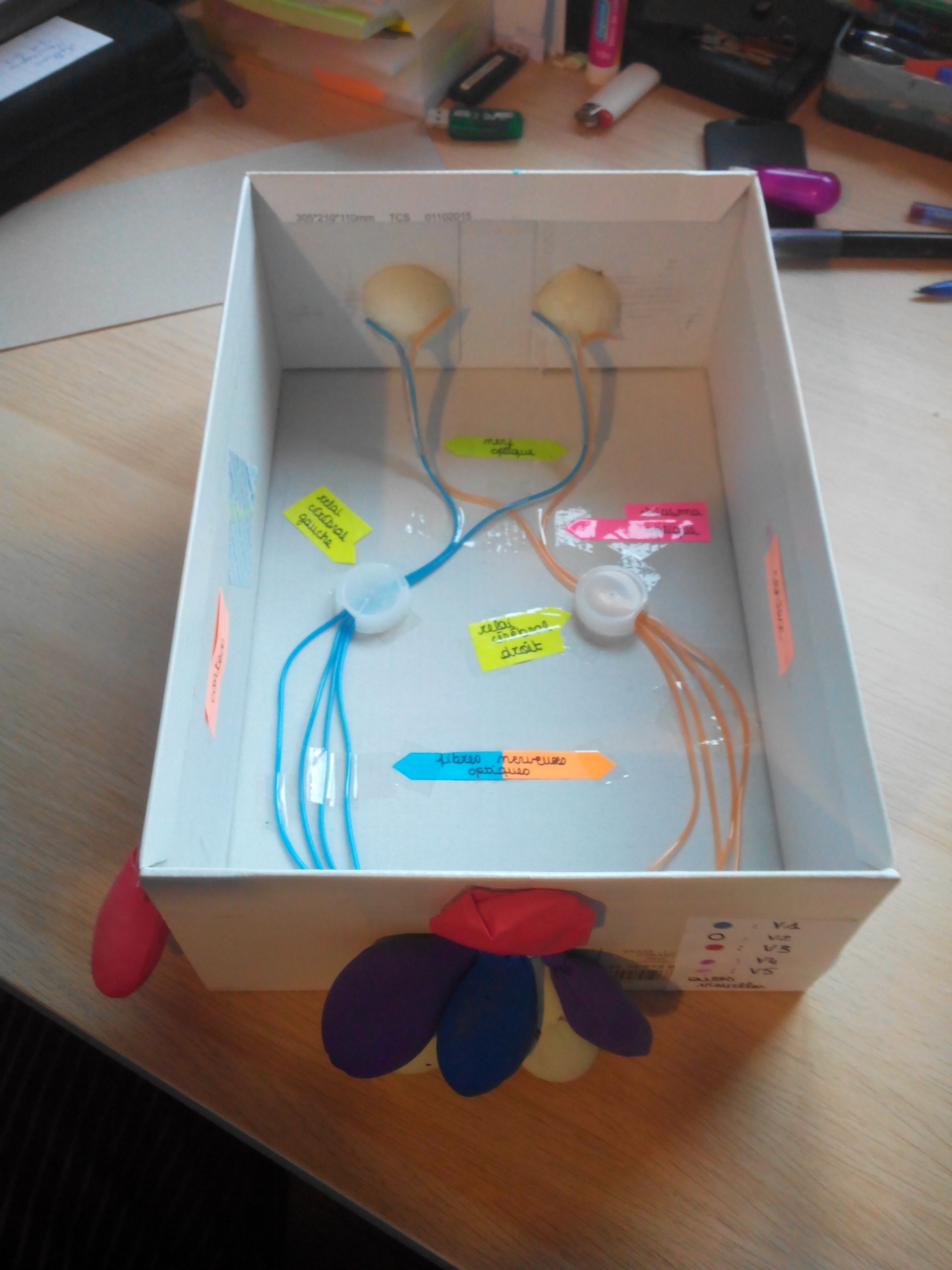 Voies et aires visuelles SVT vision modélisation cerveau (12) | Vive ...