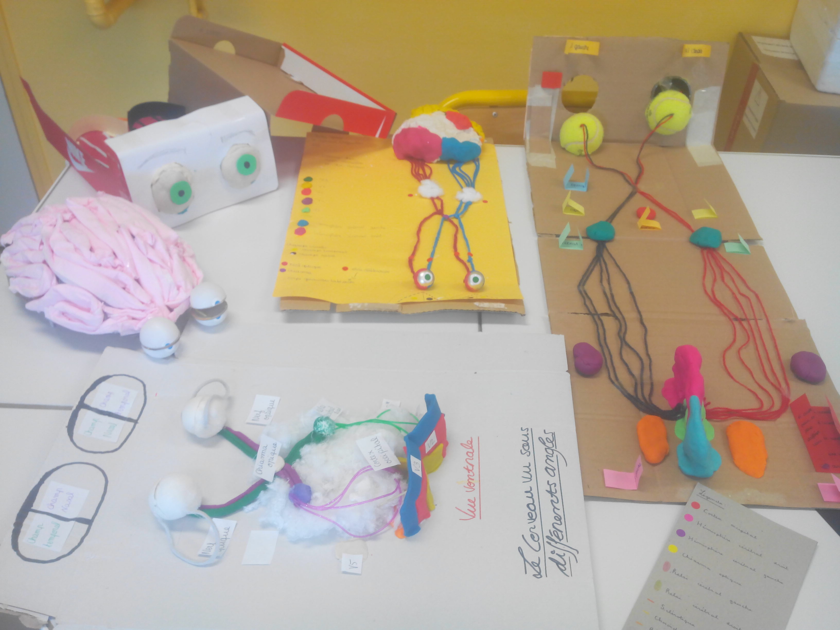 Voies et aires visuelles SVT vision modélisation cerveau (4) | Vive les ...