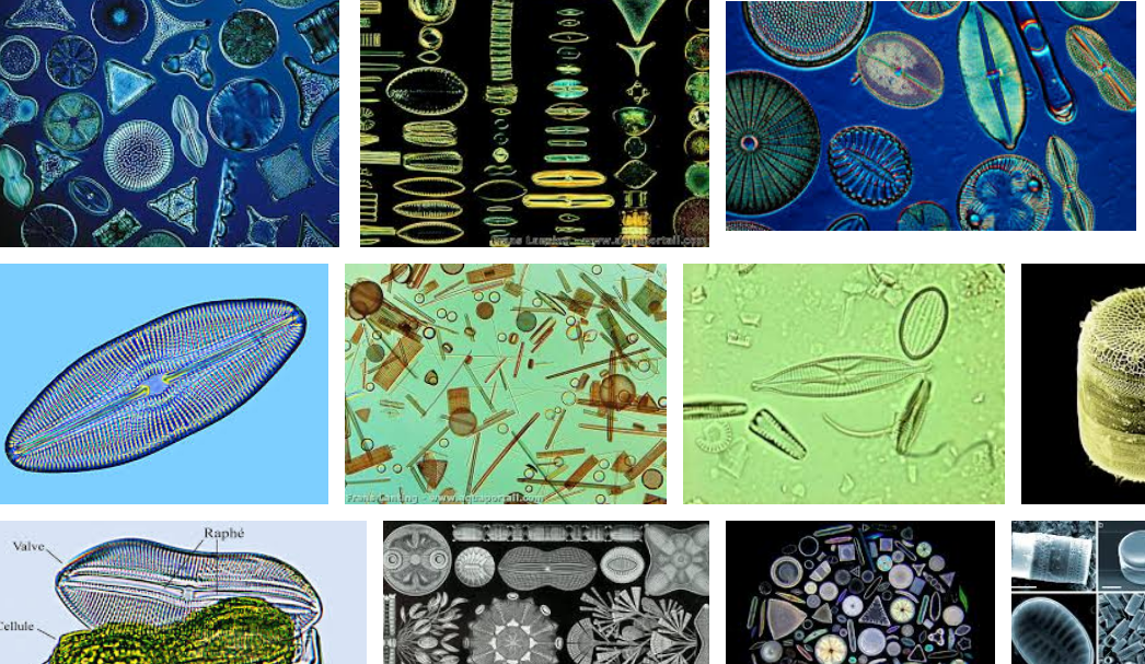 Les capacités des diatomées | Vive les SVT