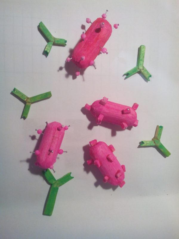 Maquettes anticorps antigène SVT complexe immun réaction immunitaire ...
