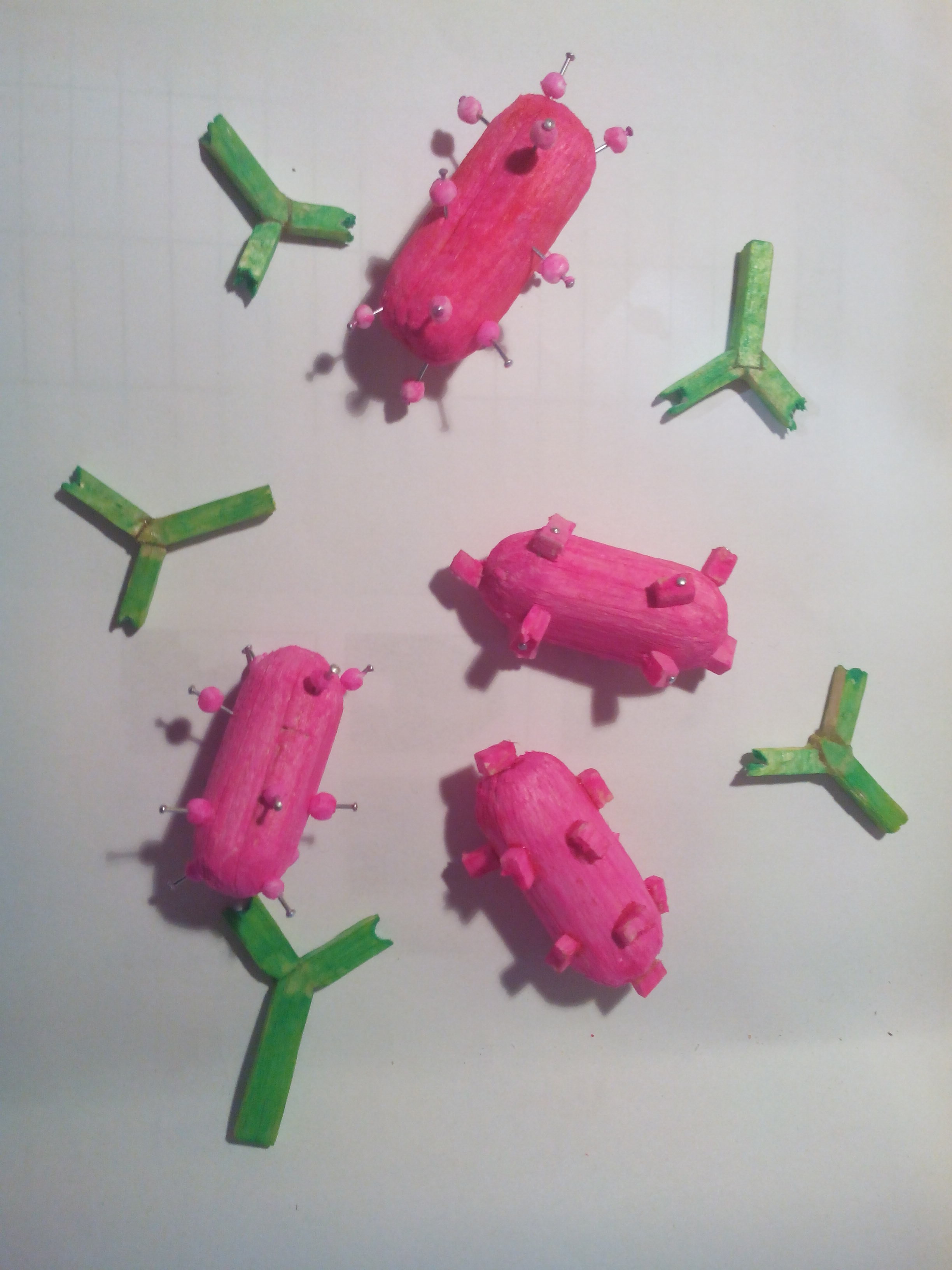 Maquettes anticorps antigène SVT complexe immun réaction immunitaire ...