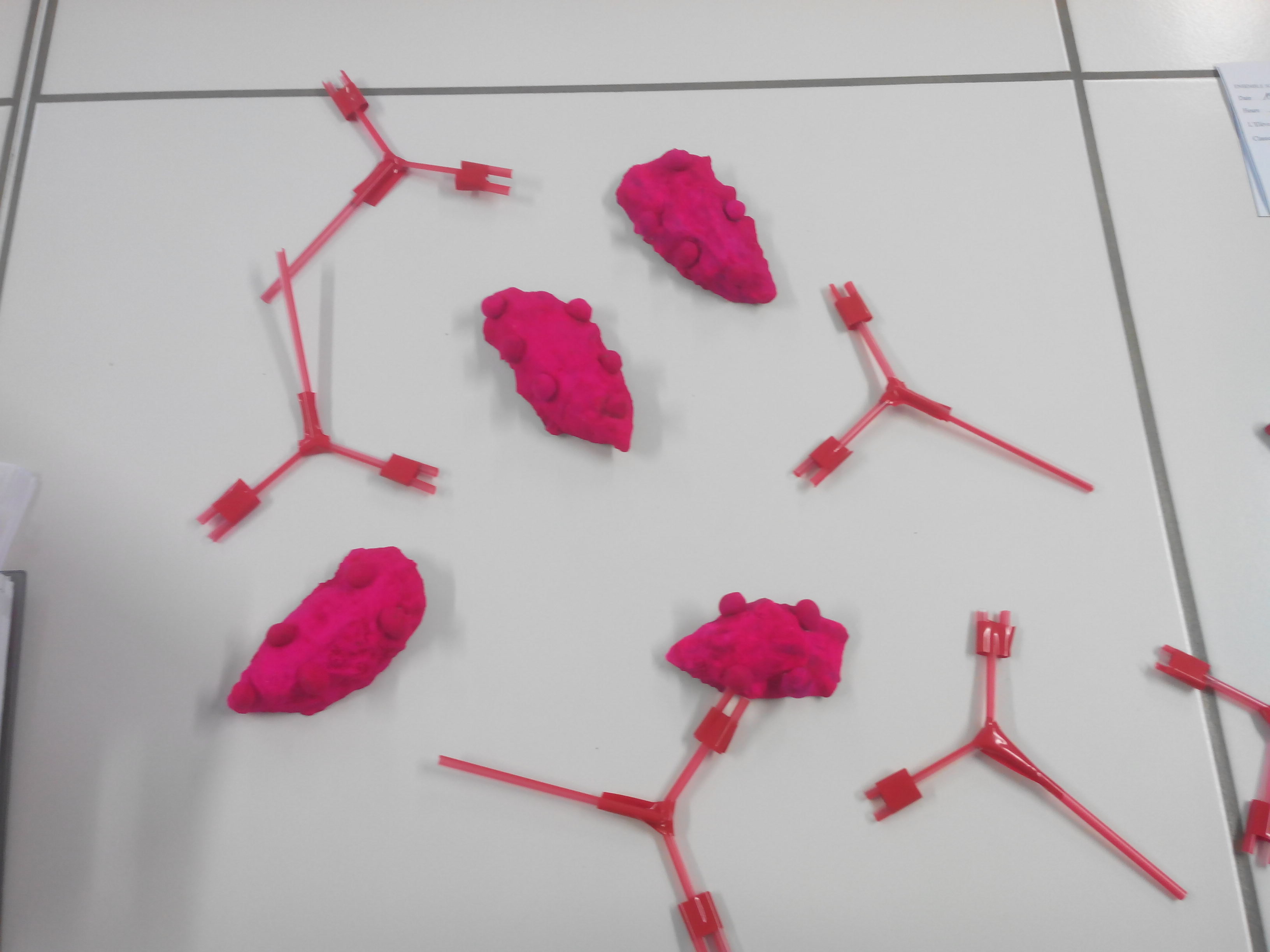 Maquettes anticorps antigène SVT complexe immun réaction immunitaire ...