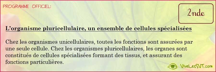 L’organisme pluricellulaire, un en semble de cellules spécialisées