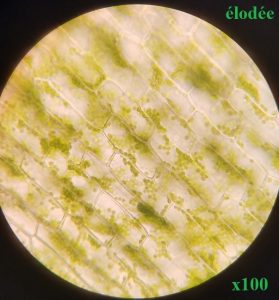 cellules élodées microscope svt seconde | Vive les SVT ! Les sciences ...
