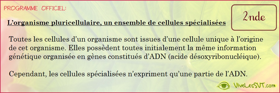L’organisme pluricellulaire, un ensemble de cellules spécialisées ...