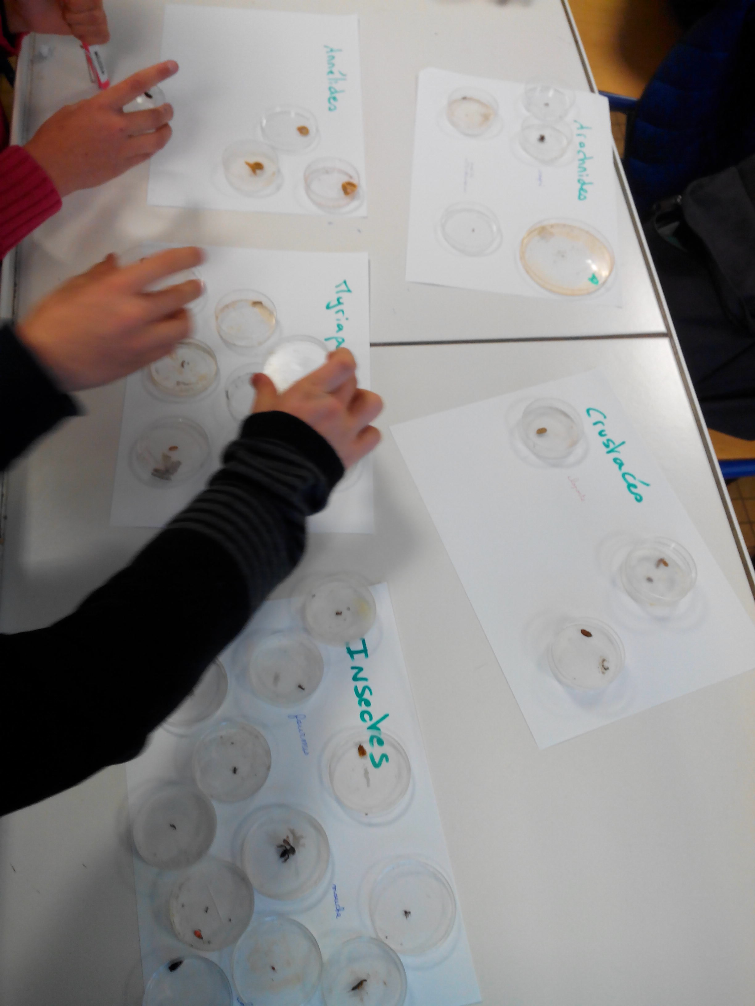 Les échelles de la biodiversité – SVT 2nde | Vive les SVT ! Les ...