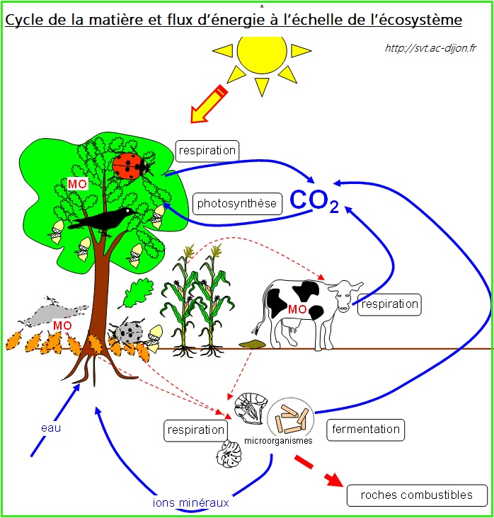 chapitre 2 : Le métabolisme des cellules | Vive les SVT ! Les sciences ...