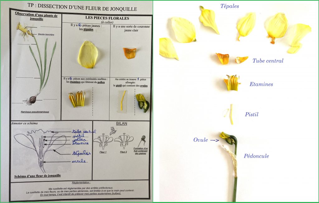 jonquille dissection SVT tépales étamines | Vive les SVT ! Les sciences de la vie et de la Terre ...