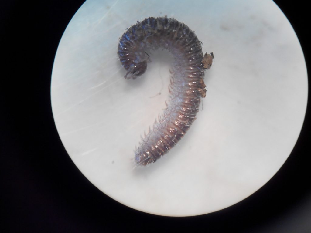 microfaune du sol observés à la loupe binoculaire SVT (11) | Vive les ...