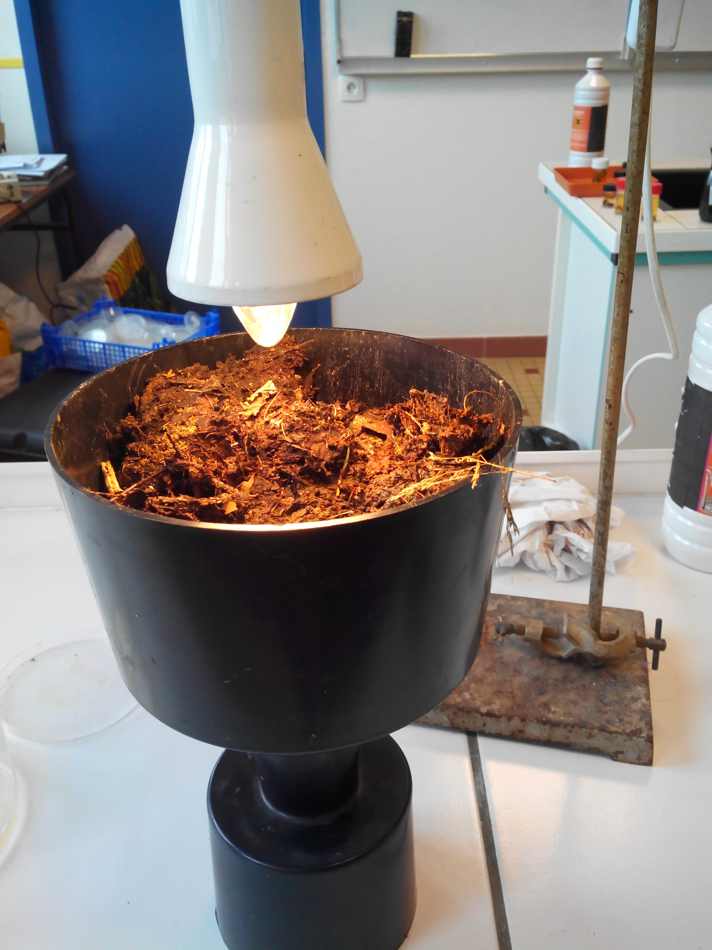 microfaune du sol observés à la loupe binoculaire SVT (12) | Vive les ...