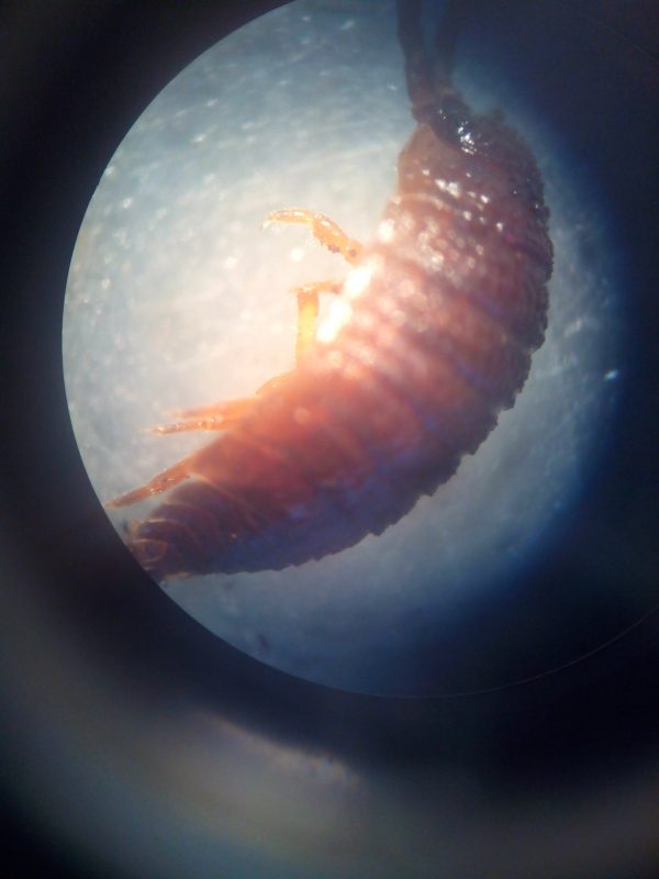 microfaune du sol observés à la loupe binoculaire SVT (2) | Vive les ...