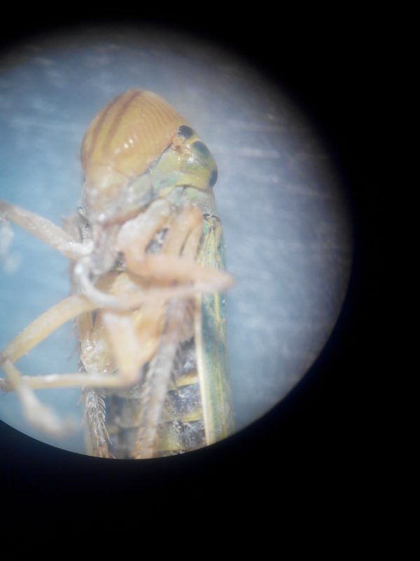 microfaune du sol observés à la loupe binoculaire SVT (3) | Vive les ...