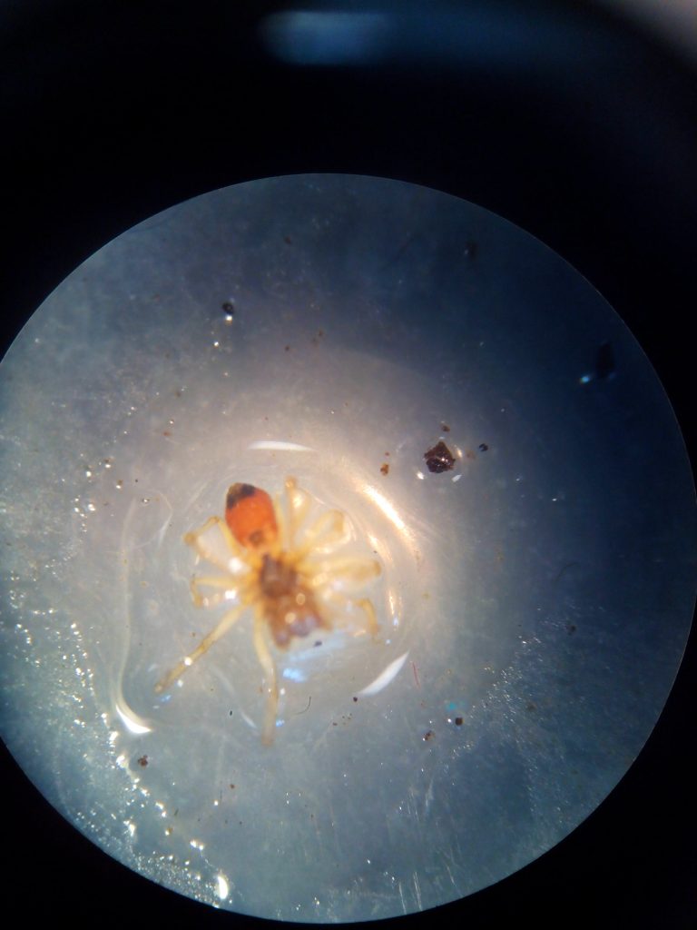 microfaune du sol observés à la loupe binoculaire SVT (4) | Vive les ...