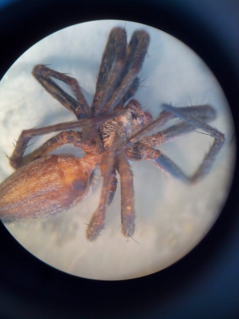 microfaune du sol observés à la loupe binoculaire SVT (5) | Vive les ...