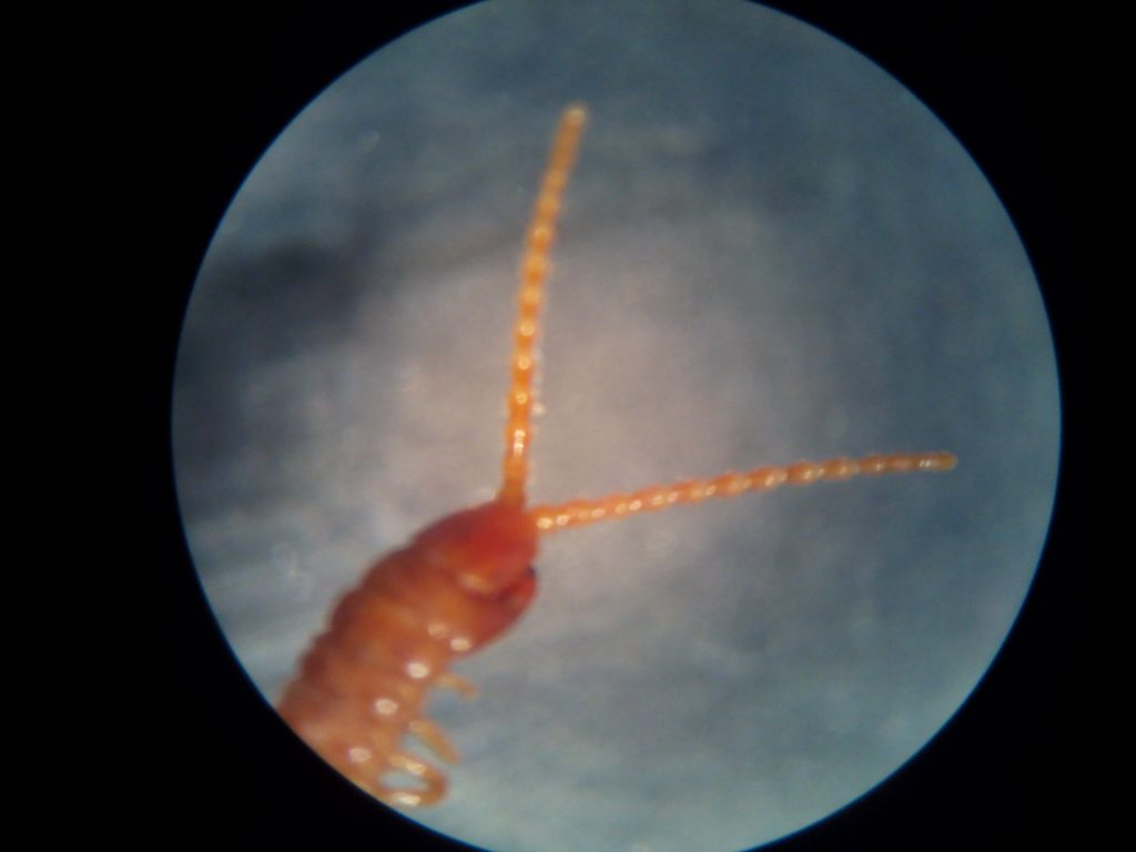 microfaune du sol observés à la loupe binoculaire SVT (6) | Vive les ...