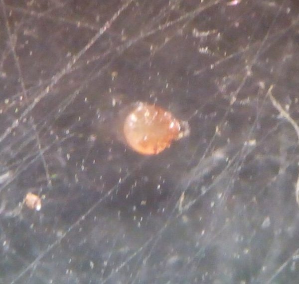 microfaune du sol observés à la loupe binoculaire SVT (8) | Vive les ...