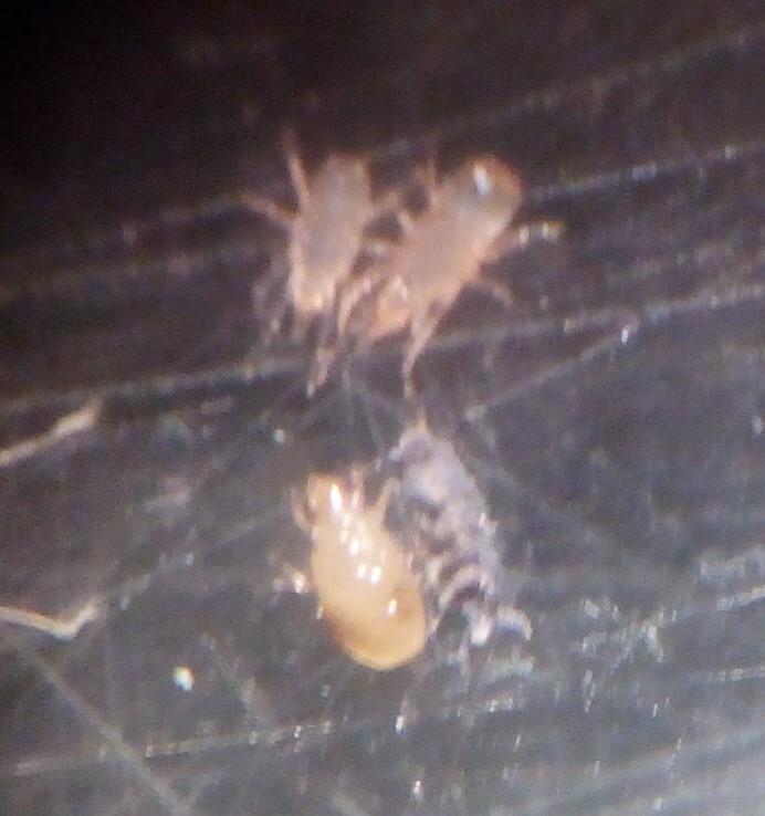 Photographies de la microfaune du sol | Vive les SVT