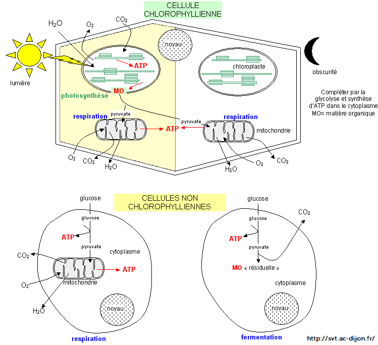 chapitre 2 : Le métabolisme des cellules | Vive les SVT ! Les sciences ...